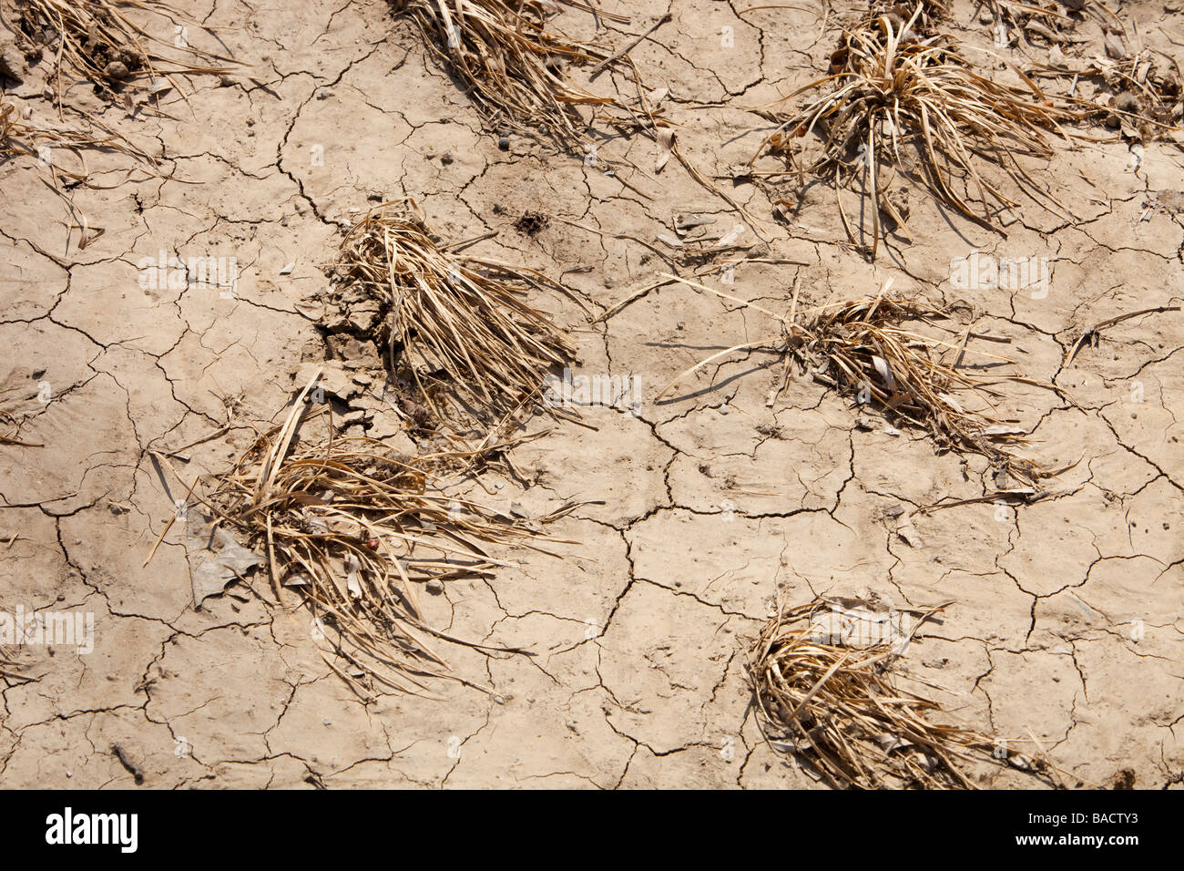 Crops dying in drought conditions brought on by climate change in ...