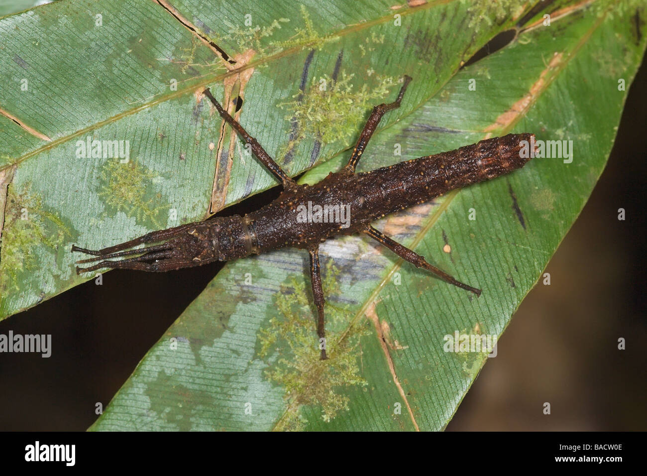 Phasmid hi-res stock photography and images - Alamy