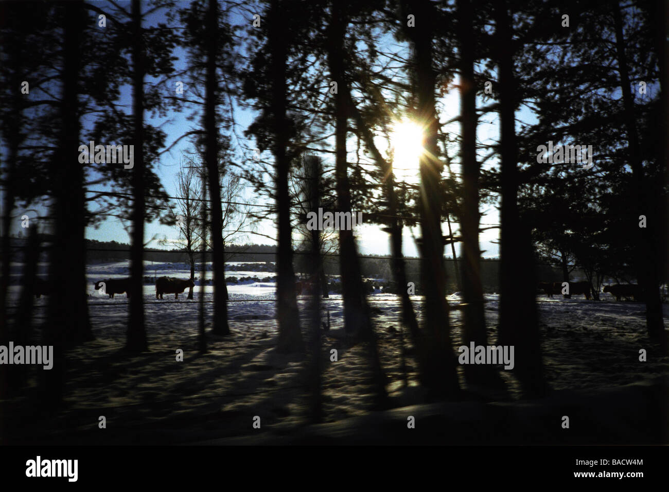 Sun shining through trees in a forest Stock Photo - Alamy