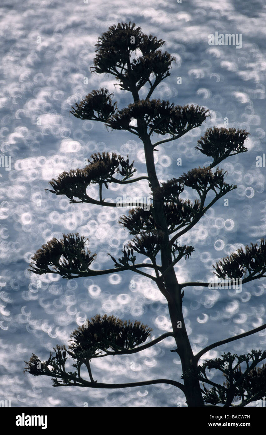 France, Var, Rayol Canadel sur Mer, Domaine Rayol garden, agave flower ...