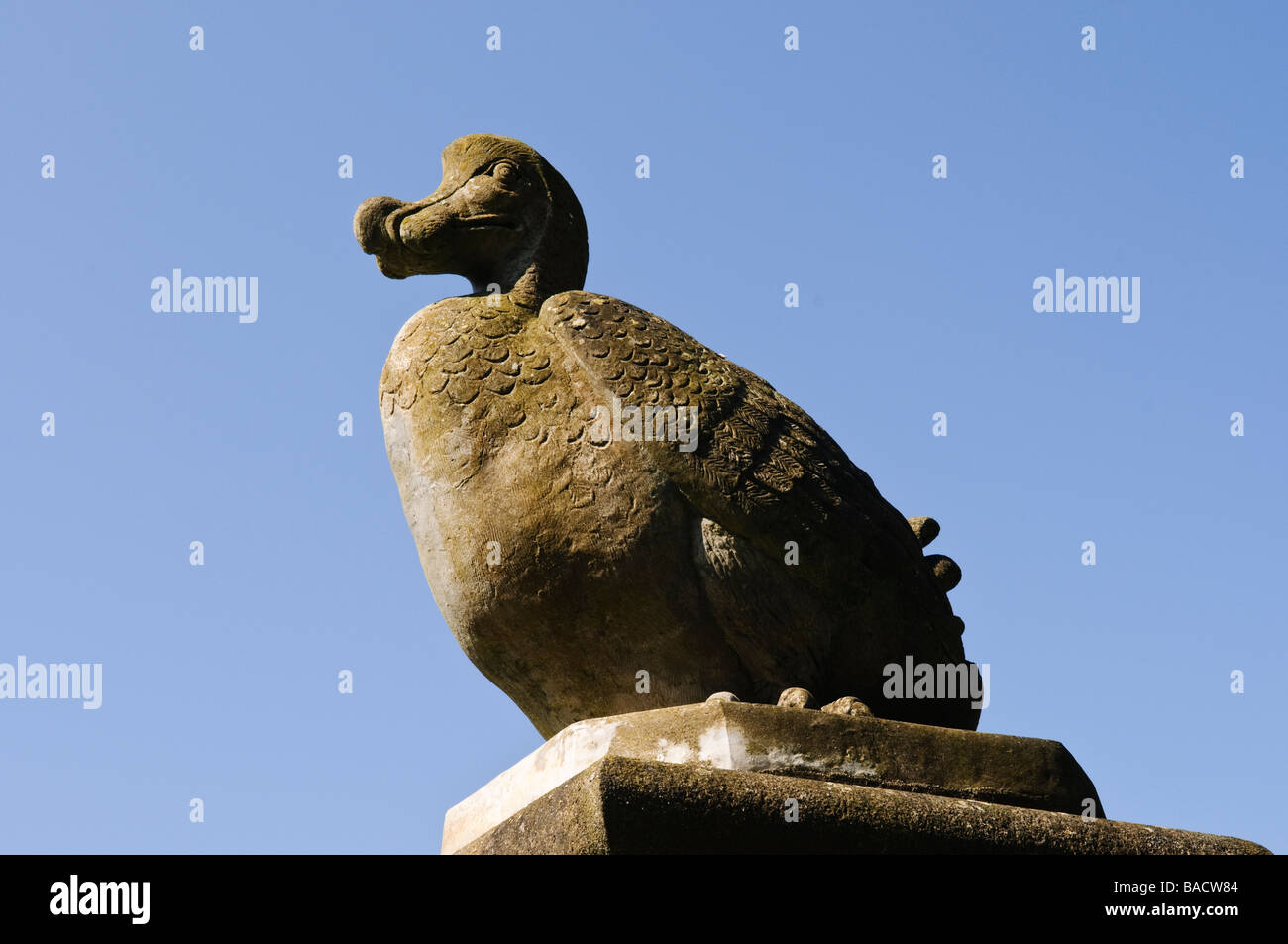 Dodo bird hi-res stock photography and images - Alamy