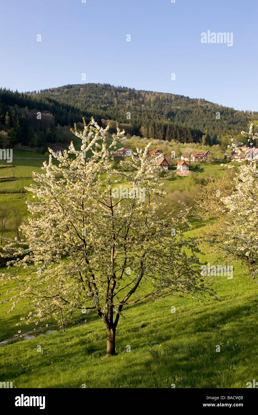 Schwartzwald hi-res stock photography and images - Alamy