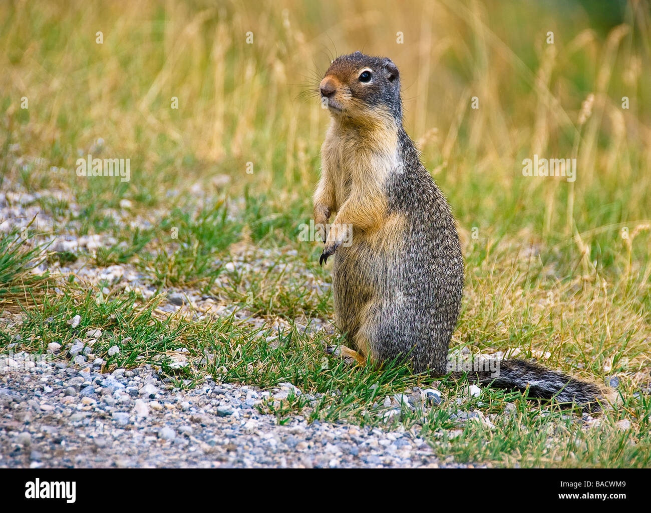 Praire Dog Banff National Park Alberta Canada Stock Photo - Alamy