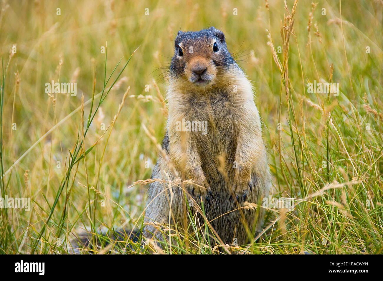 Banff prairie dog rockies hi-res stock photography and images - Alamy