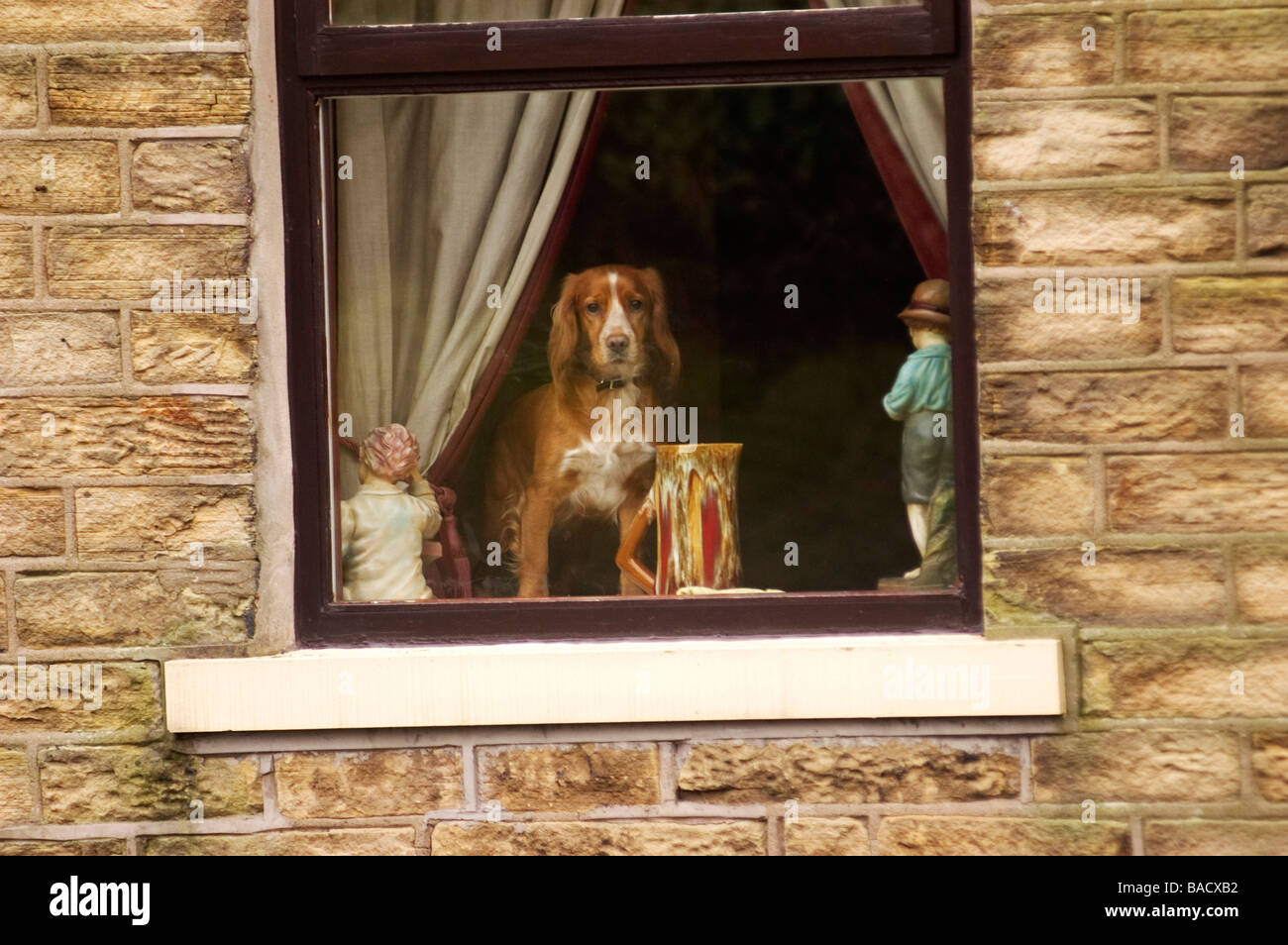 Dog standing in a window Stock Photo - Alamy