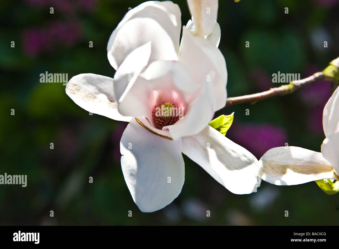 Magnolia tree in bloom in spring sunshine Stock Photo - Alamy
