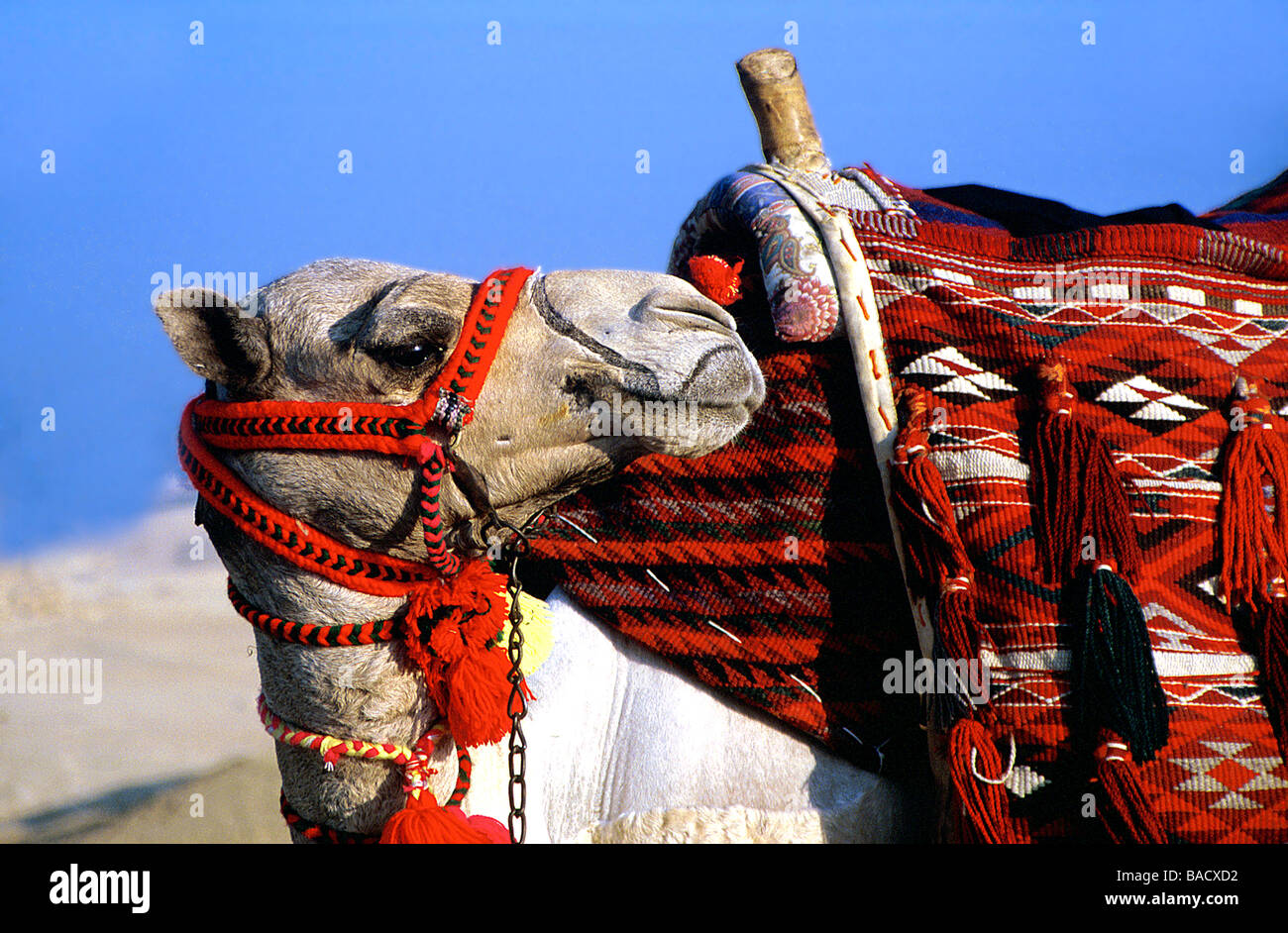 Camel near Cairo, Egypt Stock Photo - Alamy