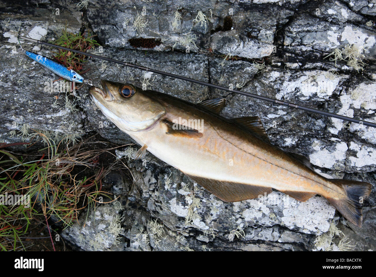 Green pollack, Pollachius pollachius; caught at West coast of Ireland ...