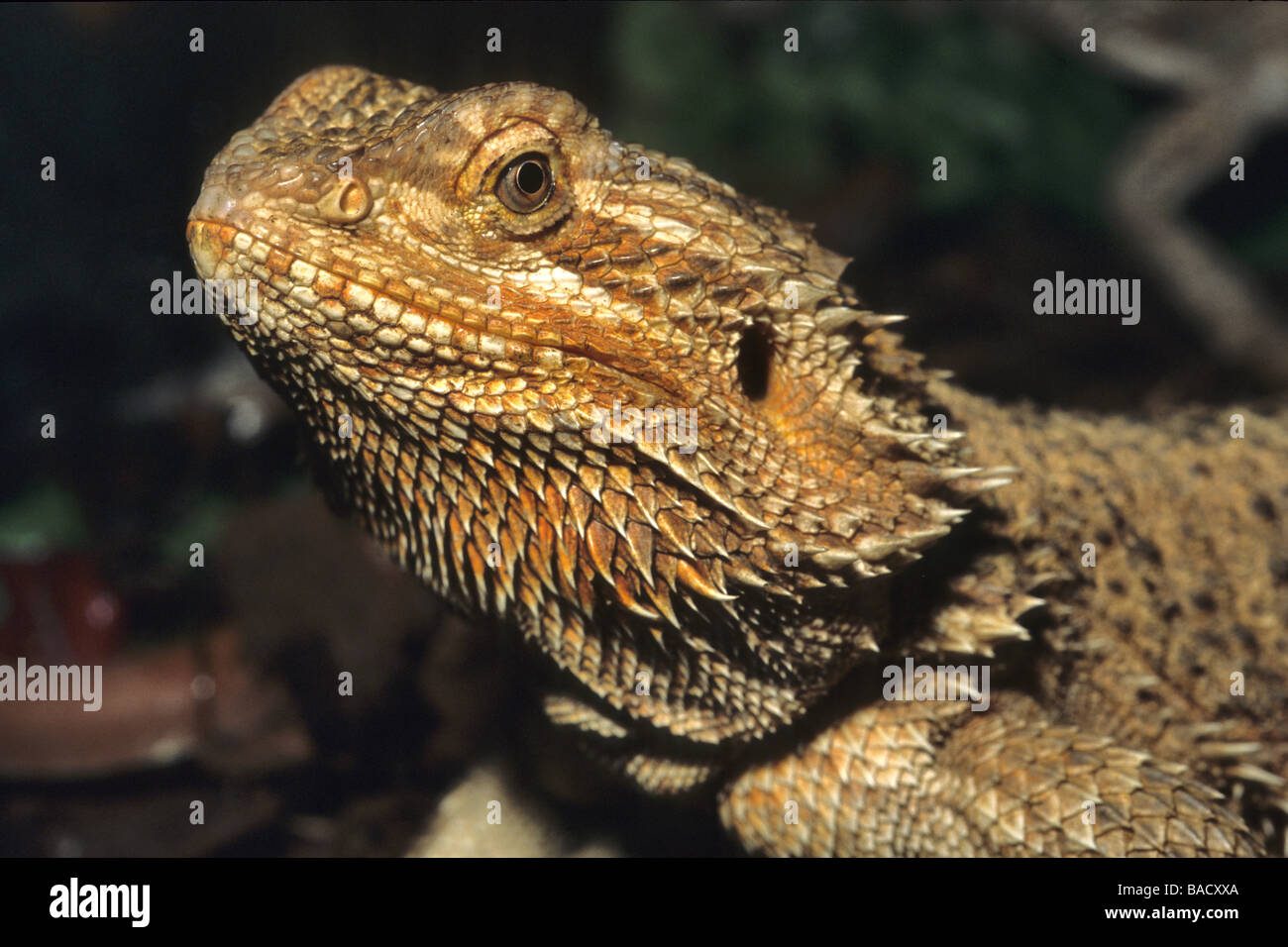 Pogona vitticeps, australian bearded dragon, Agamidae Stock Photo - Alamy