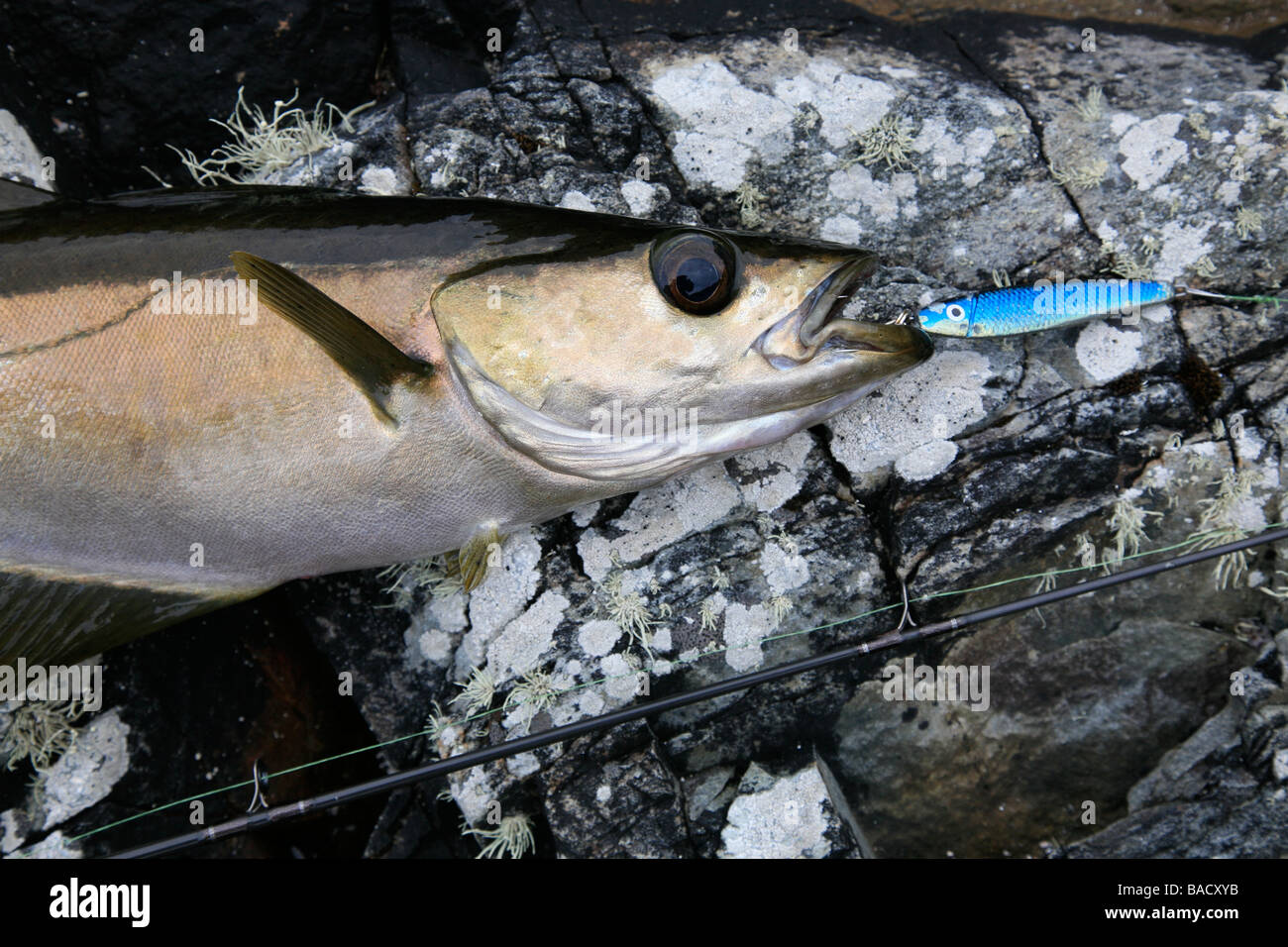 Green pollack, Pollachius pollachius; caught at West coast of Ireland ...