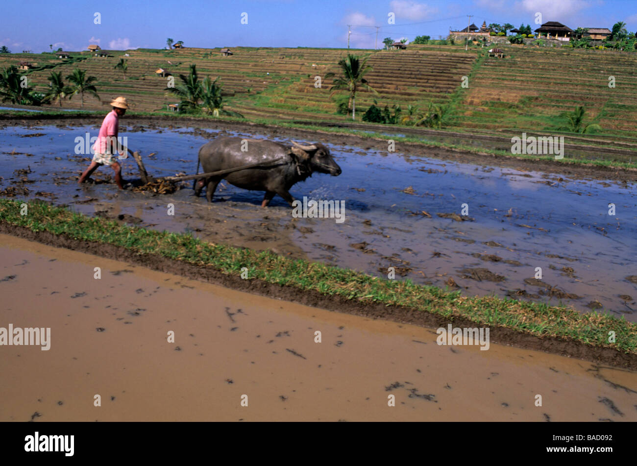 Indonesia, Bali, Centre island, rice field Stock Photo - Alamy