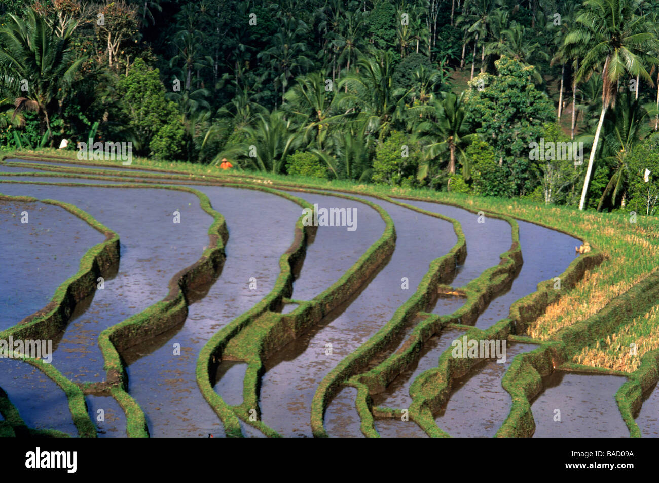 Indonesia, Bali, Centre island, rice field Stock Photo - Alamy