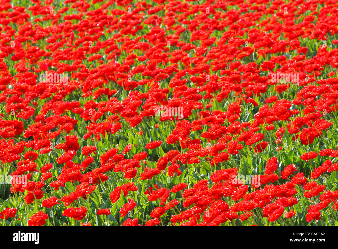 Fields of tulips, Town of Lisse area, Netherlands Stock Photo - Alamy