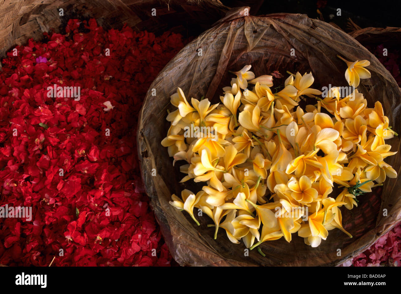 Indonesia, Bali, flower for offering Stock Photo - Alamy