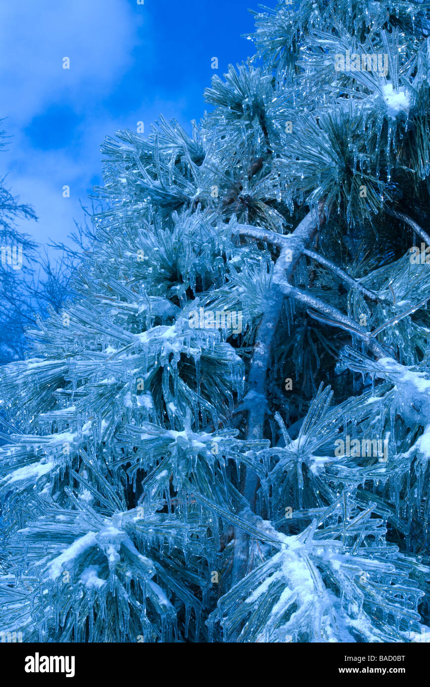 Ice coating tree branches from winter freezing rain in northern Indiana ...