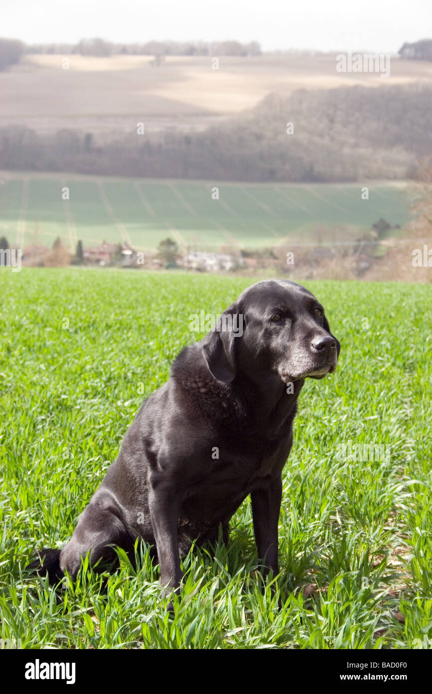 elderly black labrador sitting in field in countryside Stock Photo - Alamy