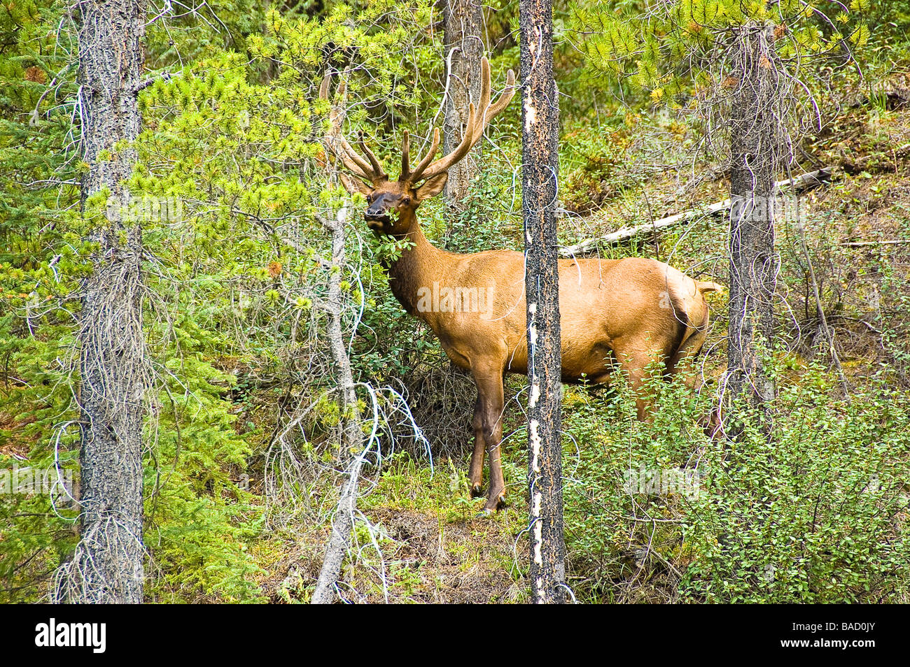 Male Deer Banff National Park Alberta Canada Stock Photo - Alamy