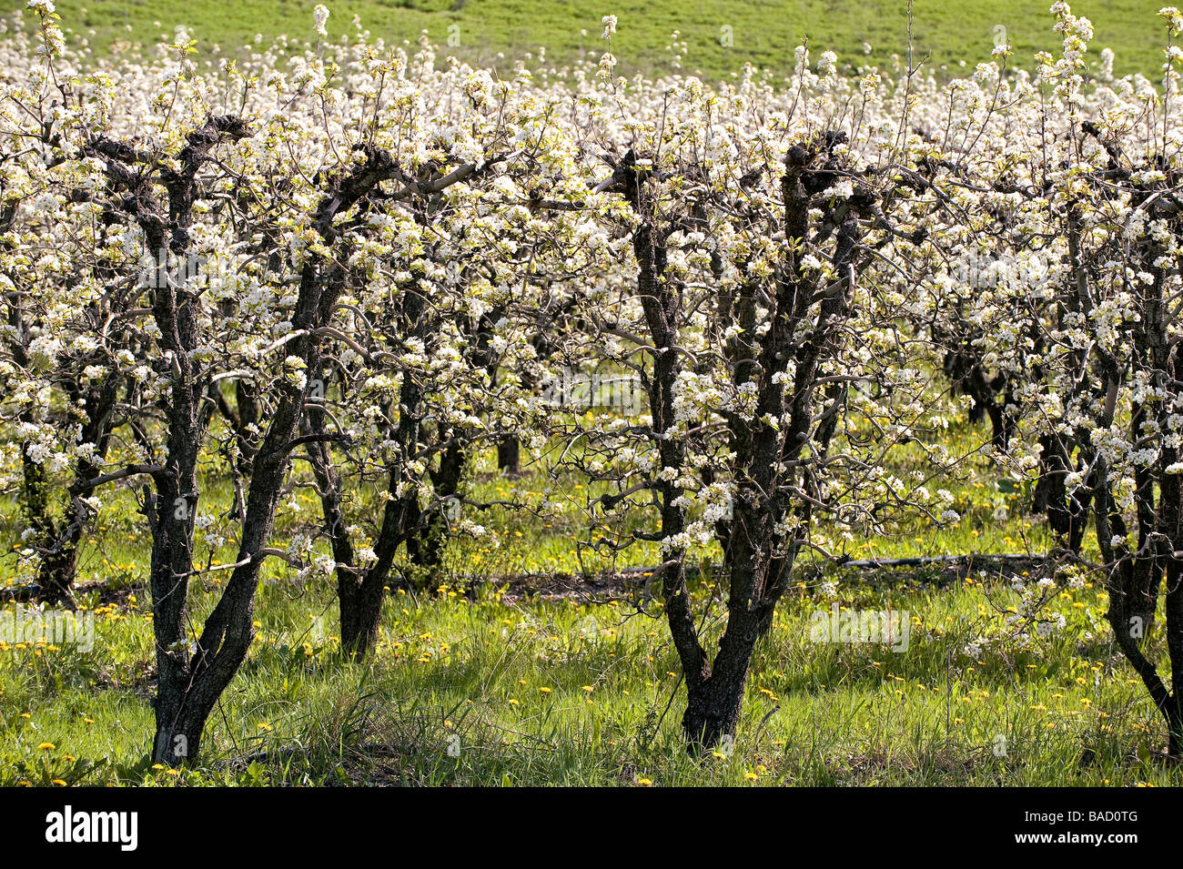 France, Hautes Alpes, Durance Valley, Fruit Farming, Apple Trees Stock ...
