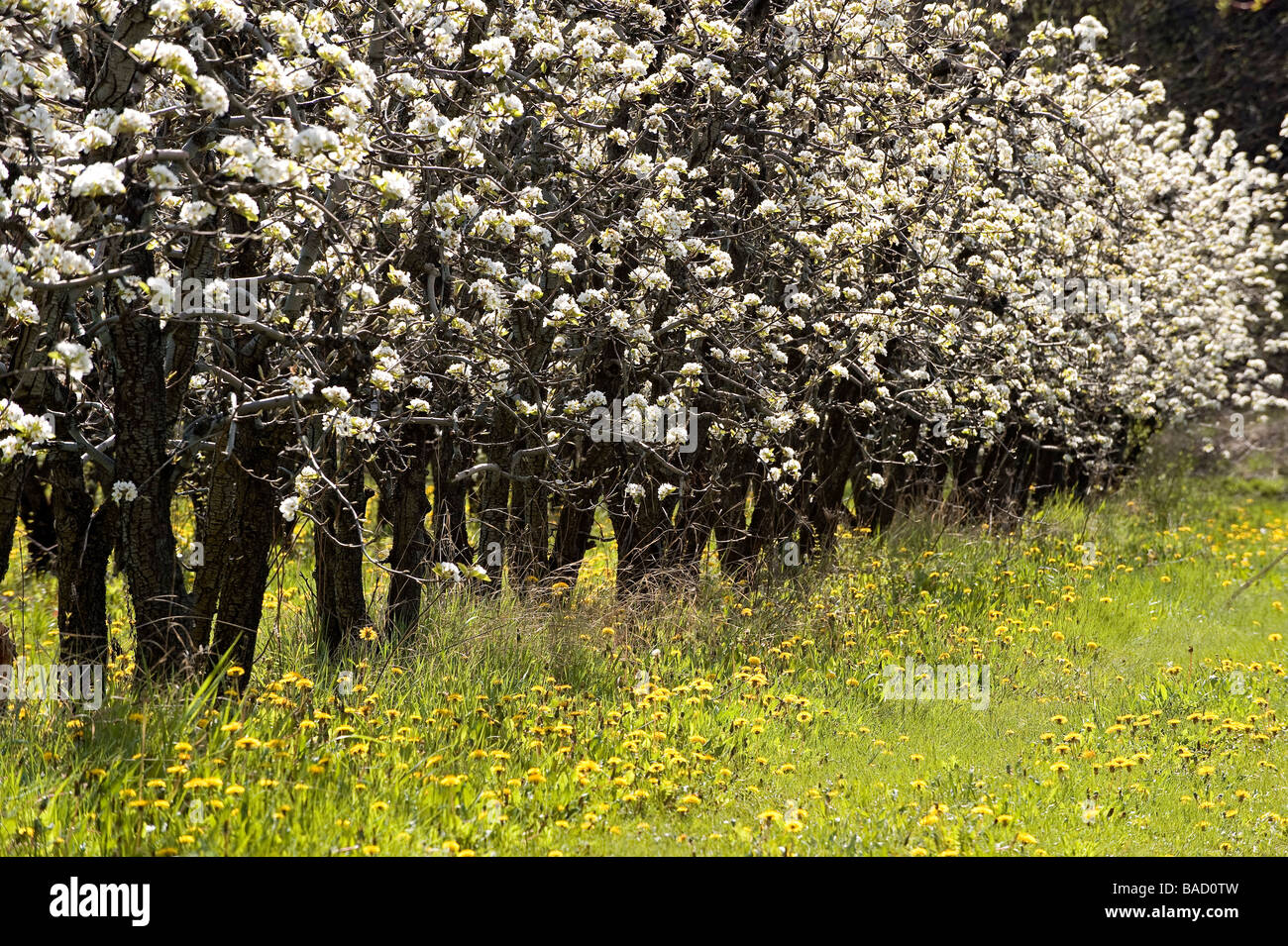 France, Hautes Alpes, Durance Valley, Fruit Farming, Apple Trees Stock ...