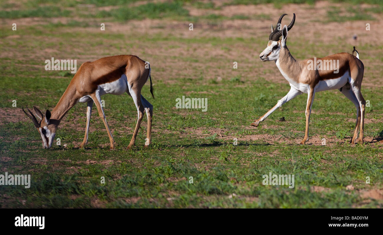 Springbok mating hi-res stock photography and images - Alamy