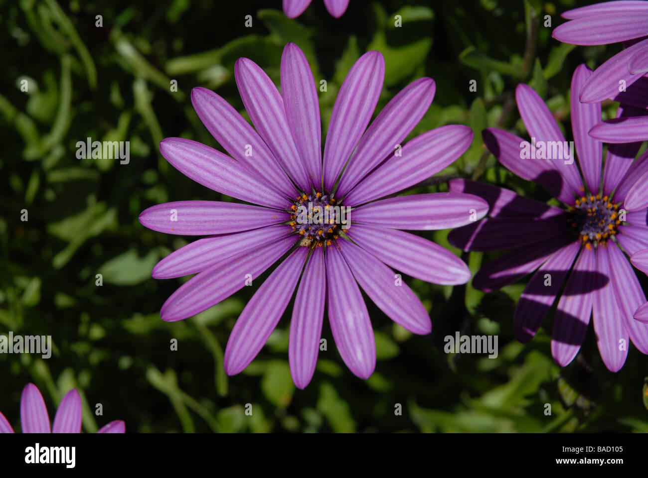 Purple african cape daisy hi-res stock photography and images - Alamy
