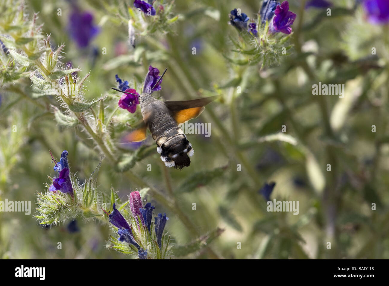 Hummingbird Hawk Moth in flight, Spain Stock Photo - Alamy