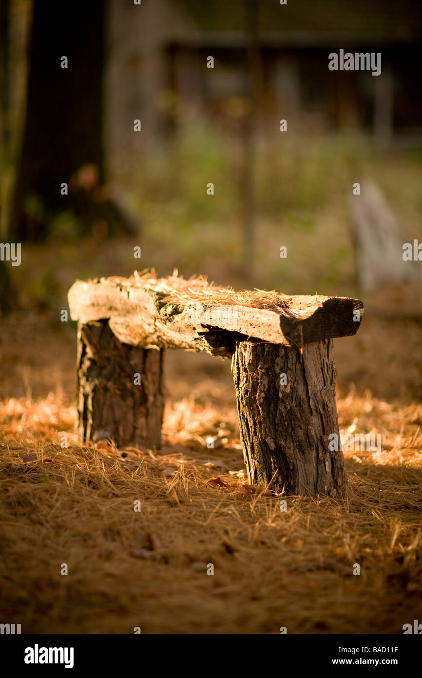 Tree trees stump bench hi-res stock photography and images - Alamy