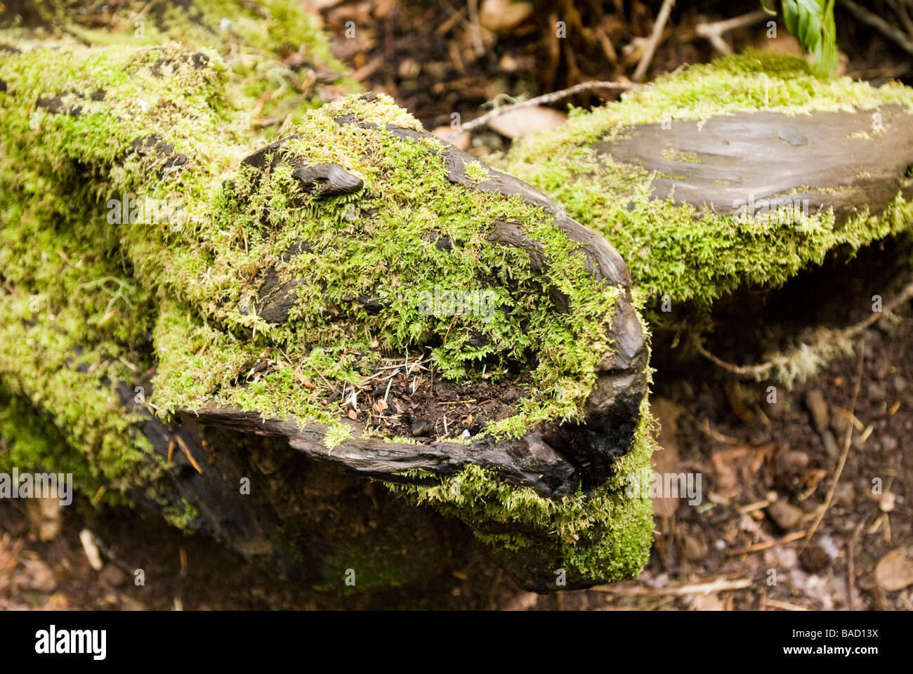 Sequoia Forest in California Stock Photo - Alamy