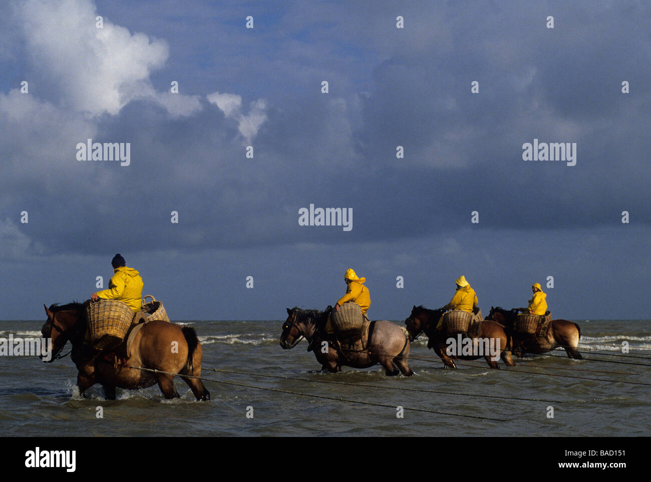 Belgium, Flanders, Oostduinkerke, fishing for shrimp on horseback Stock ...