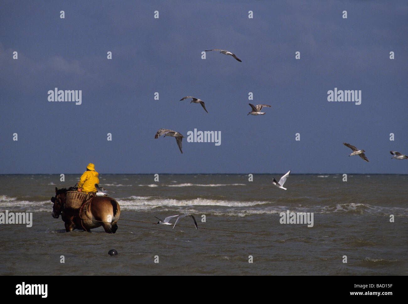 Belgium, Flanders, Oostduinkerke, fishing for shrimp on horseback Stock ...