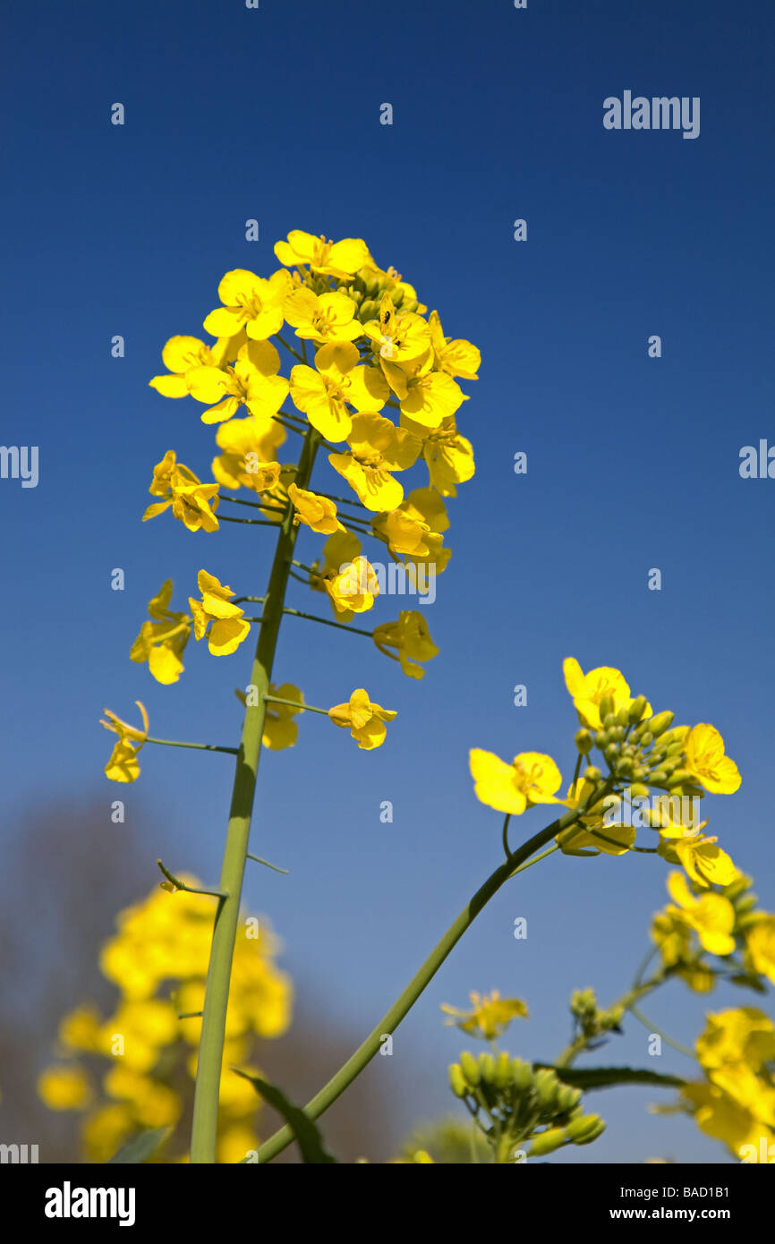Oil Seed Rape in Full Flower Stock Photo - Alamy
