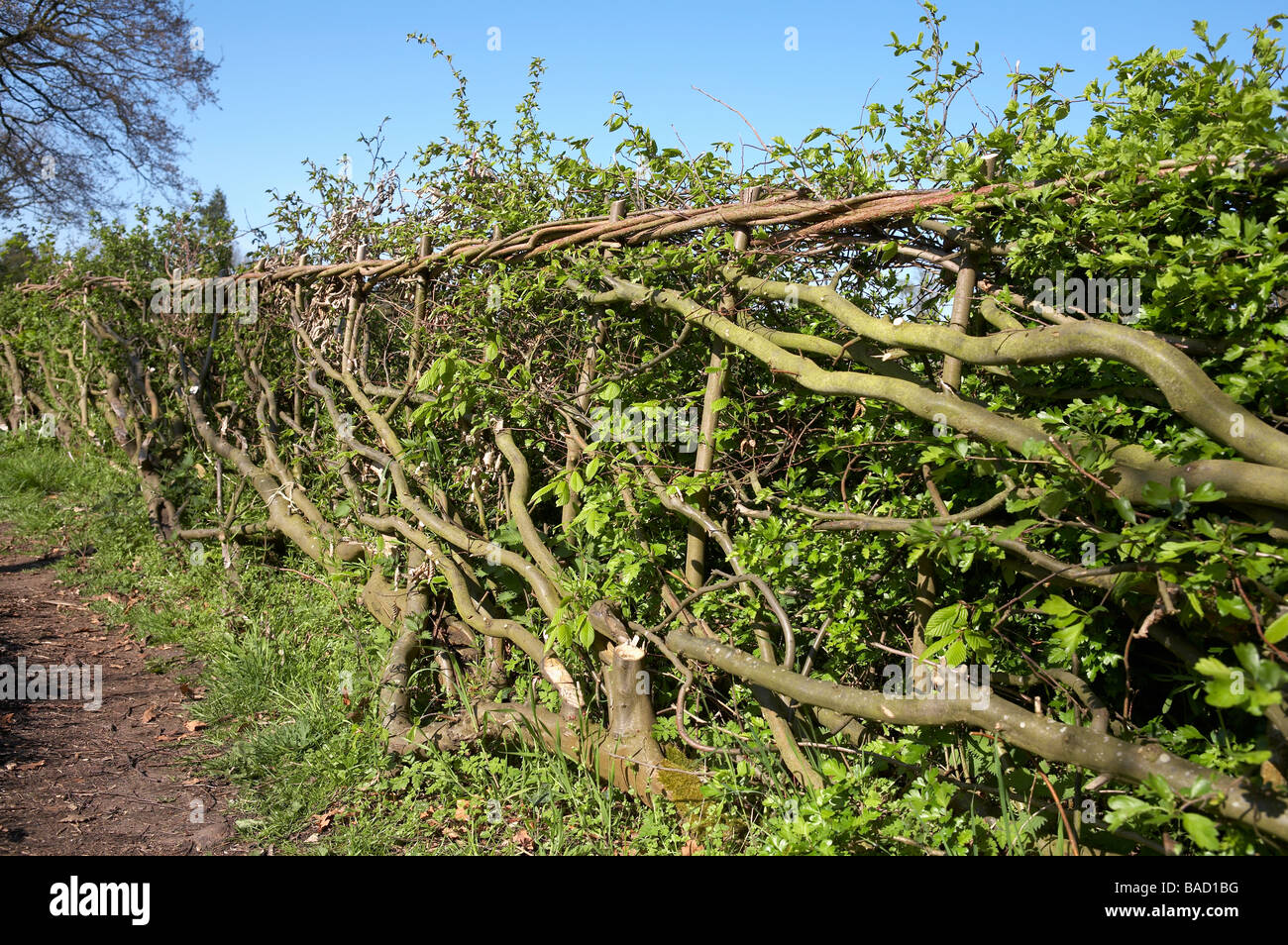 UK England traditional laid Hazel Corylus hedge with spring growth ...