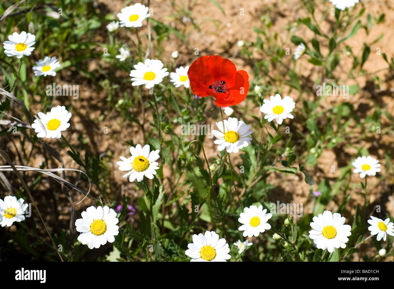 Israel Spring flower Red Poppy Stock Photo - Alamy