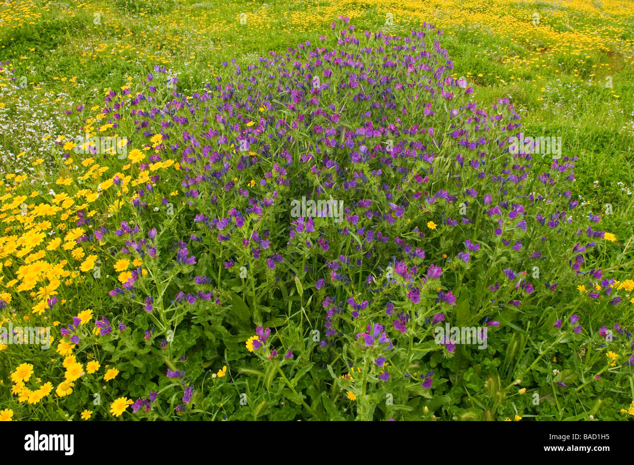 Anatolia purple vipers bugloss hi-res stock photography and images - Alamy