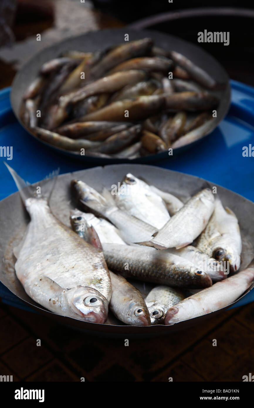 Fish for sale at a market Stock Photo - Alamy