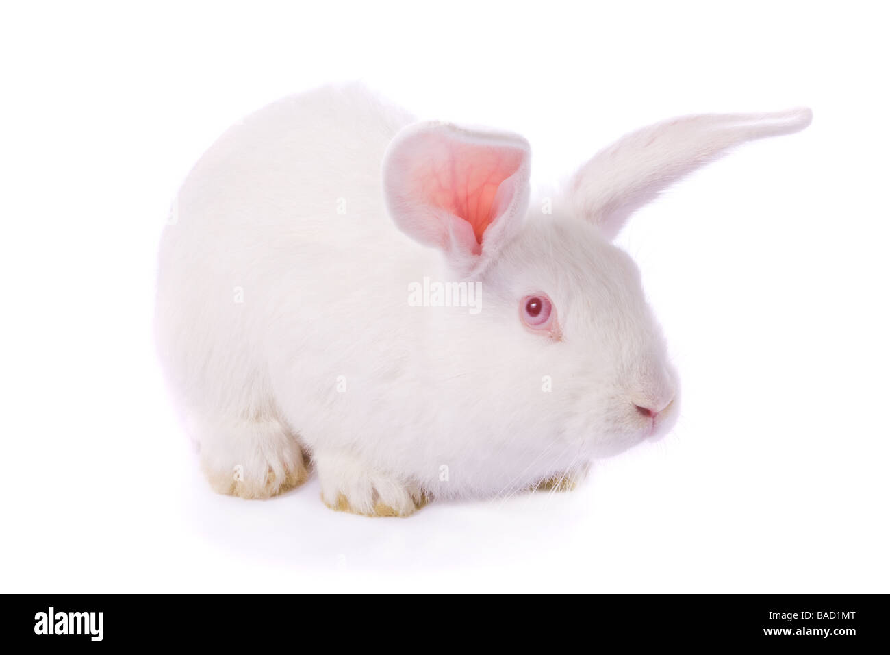 Timid young white rabbit isolated on white background Stock Photo - Alamy