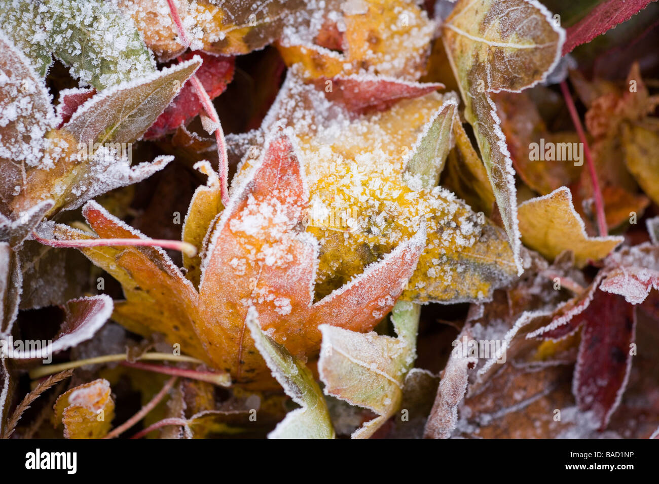 Frost on fall leaves Stock Photo - Alamy
