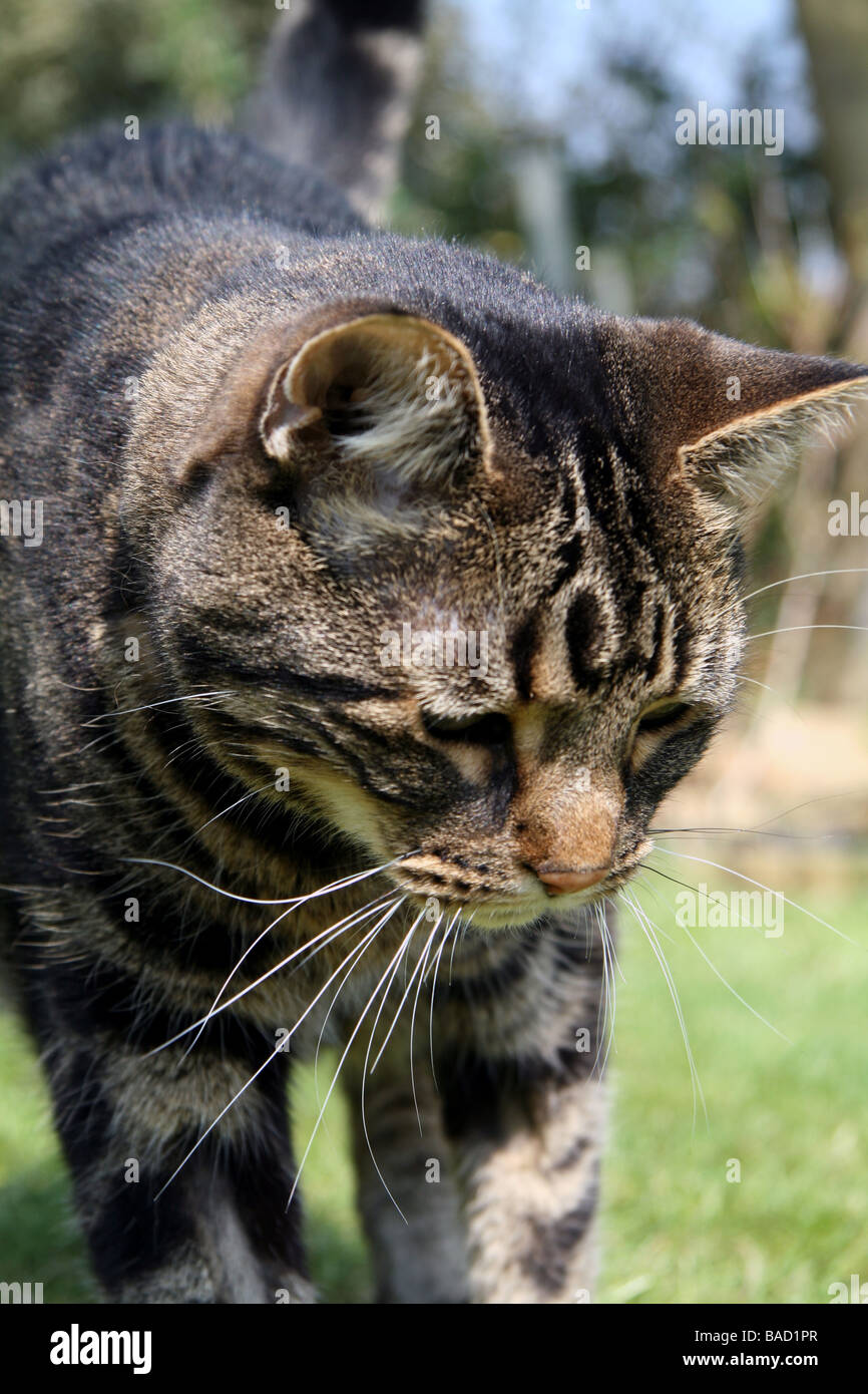 Female Tabby Cat High Resolution Stock Photography and Images - Alamy