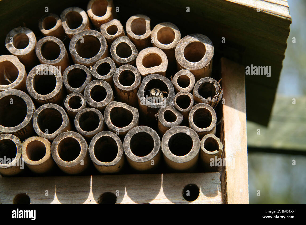 Solitary Bee in nest box Stock Photo - Alamy