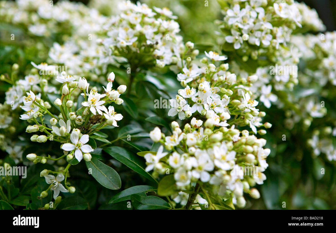 Choisya ternata hi-res stock photography and images - Alamy