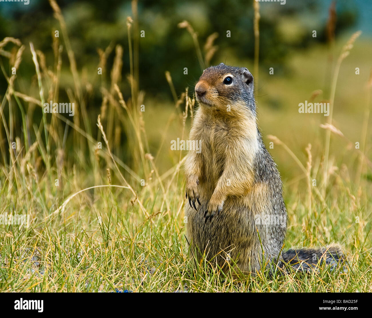 Banff prairie dog rockies hi-res stock photography and images - Alamy