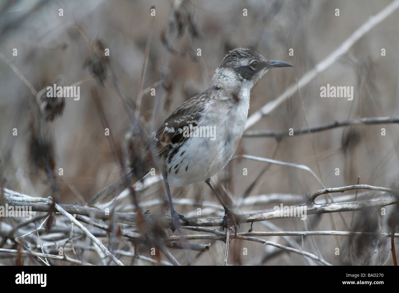 Galapagos Mockingbird (Nesomimus parvulus ssp. parvulus). Dragon Hill ...