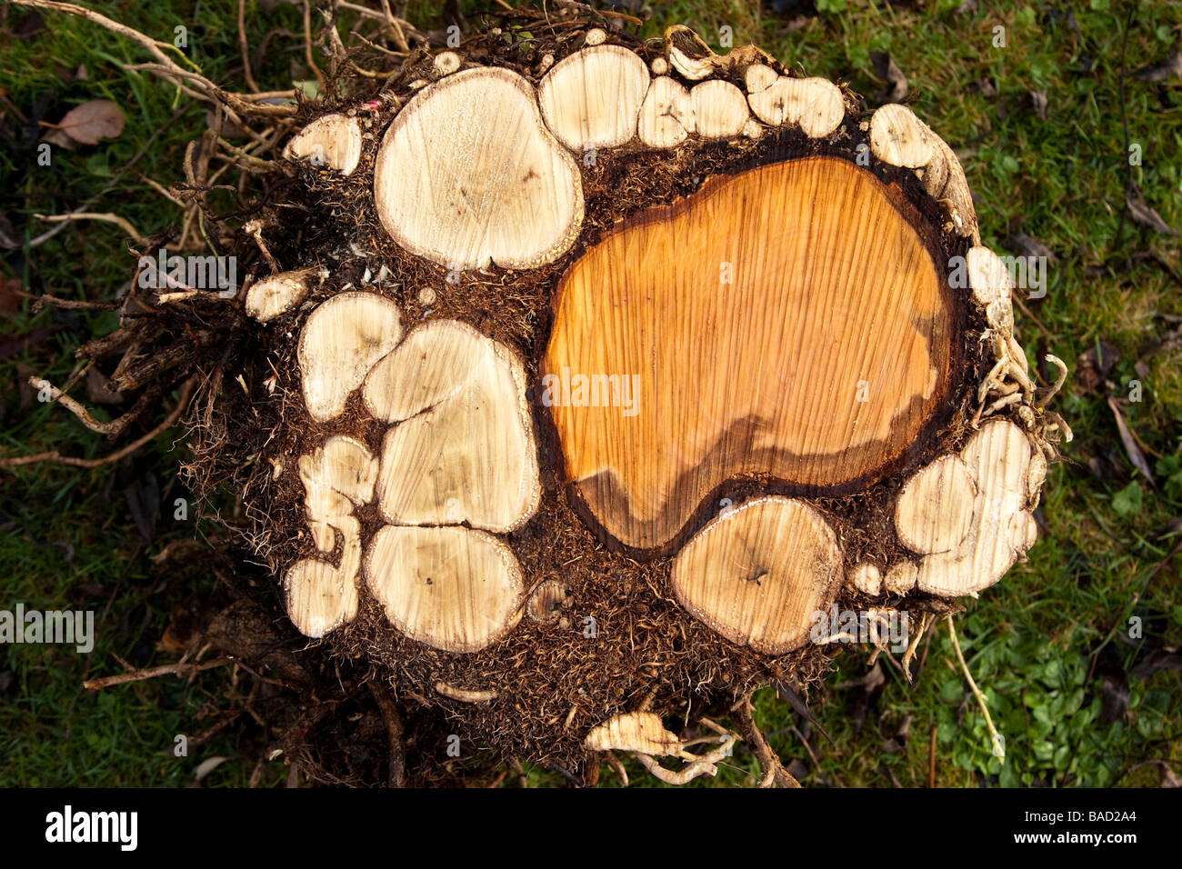 cross section of tree trunk covered in ivy branches Stock Photo - Alamy