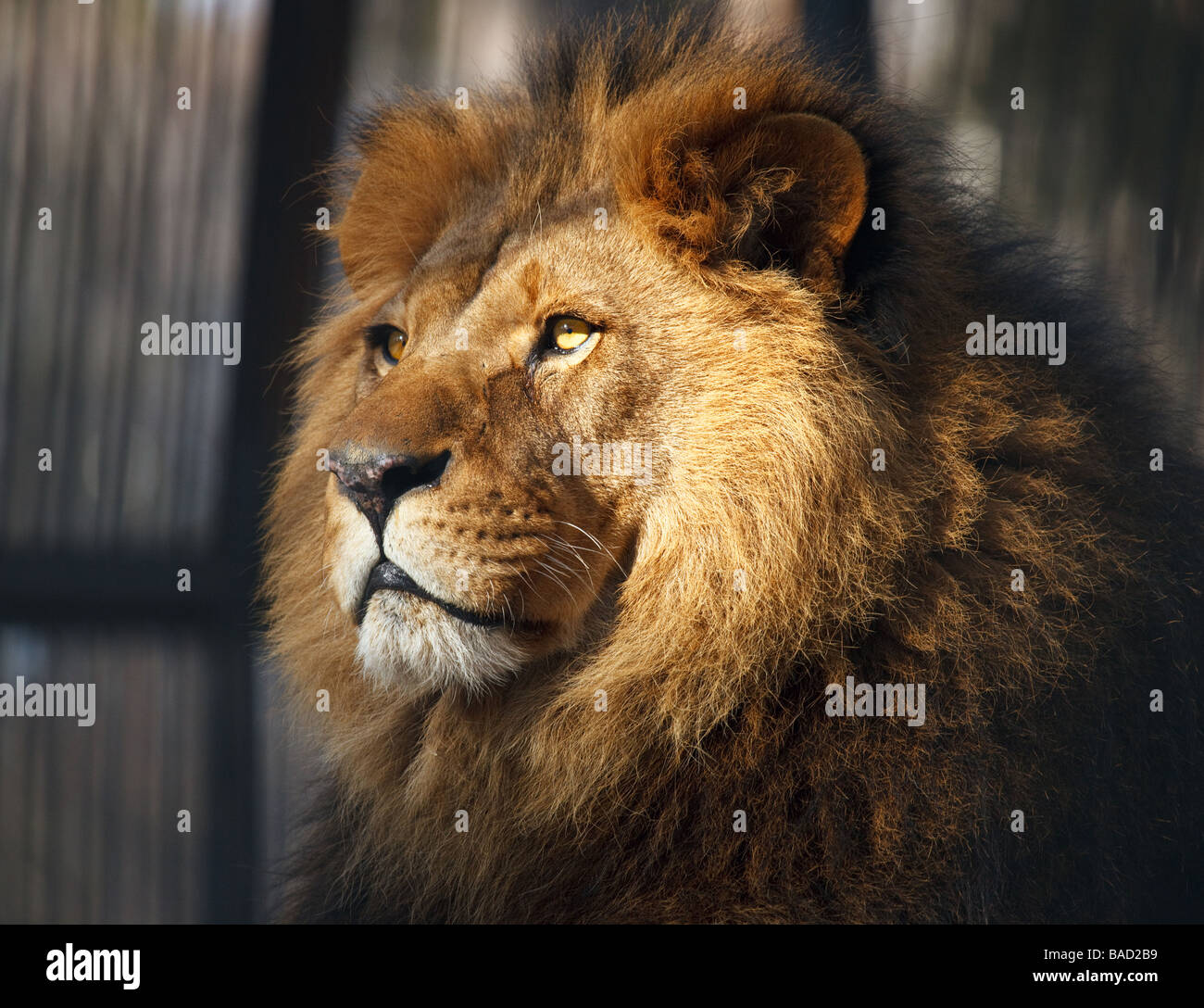 Older lion at the Novosibirsk ZOO Stock Photo - Alamy