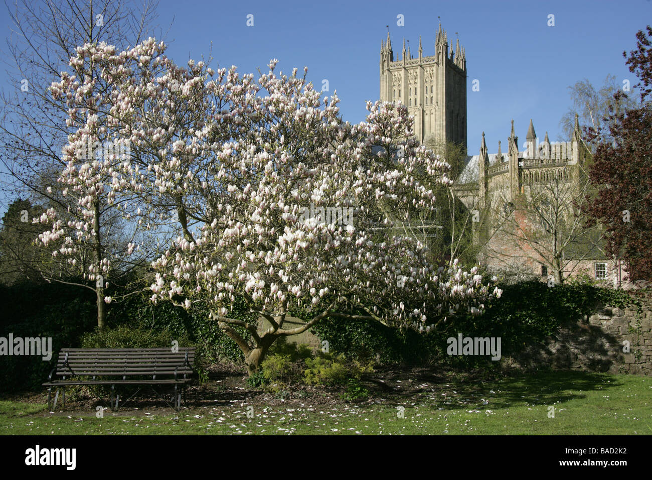 City of Wells, England. Magnolia Tree with the Central Tower of Wells ...