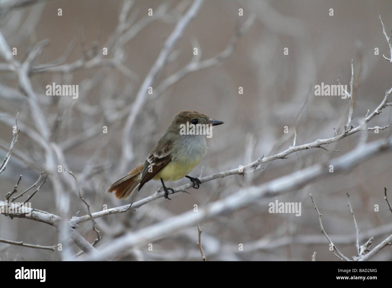 Galapagos Flycatcher (Myiarchus magnirostris). Dragon Hill, Santa Cruz ...
