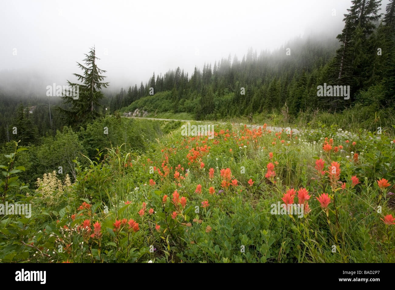 Red flowers on the side of a mountain, Mount Hood National Forest ...