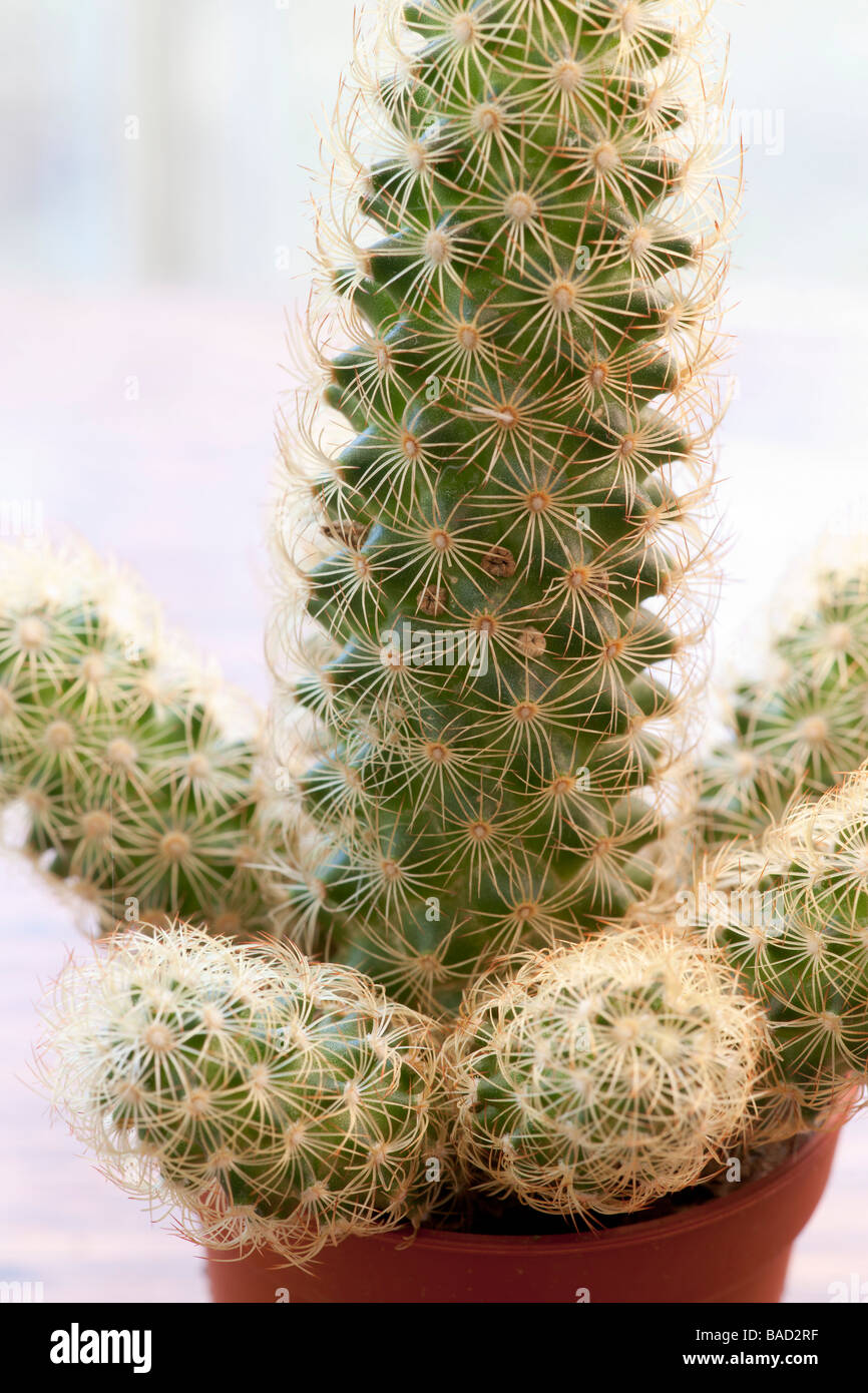 2009 cactus small plant indoors Stock Photo - Alamy