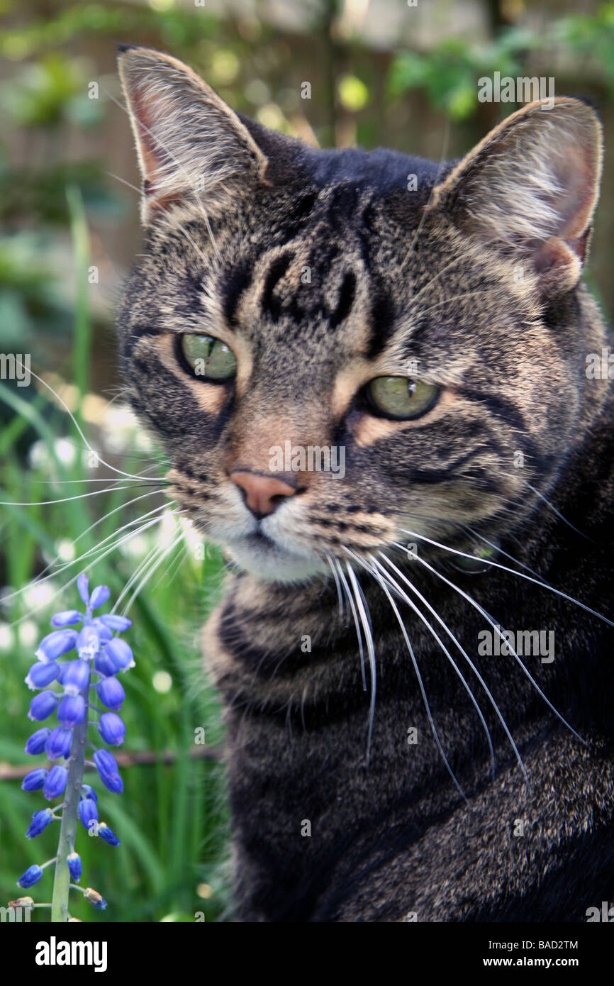 Female Tabby Cat in Garden Stock Photo - Alamy
