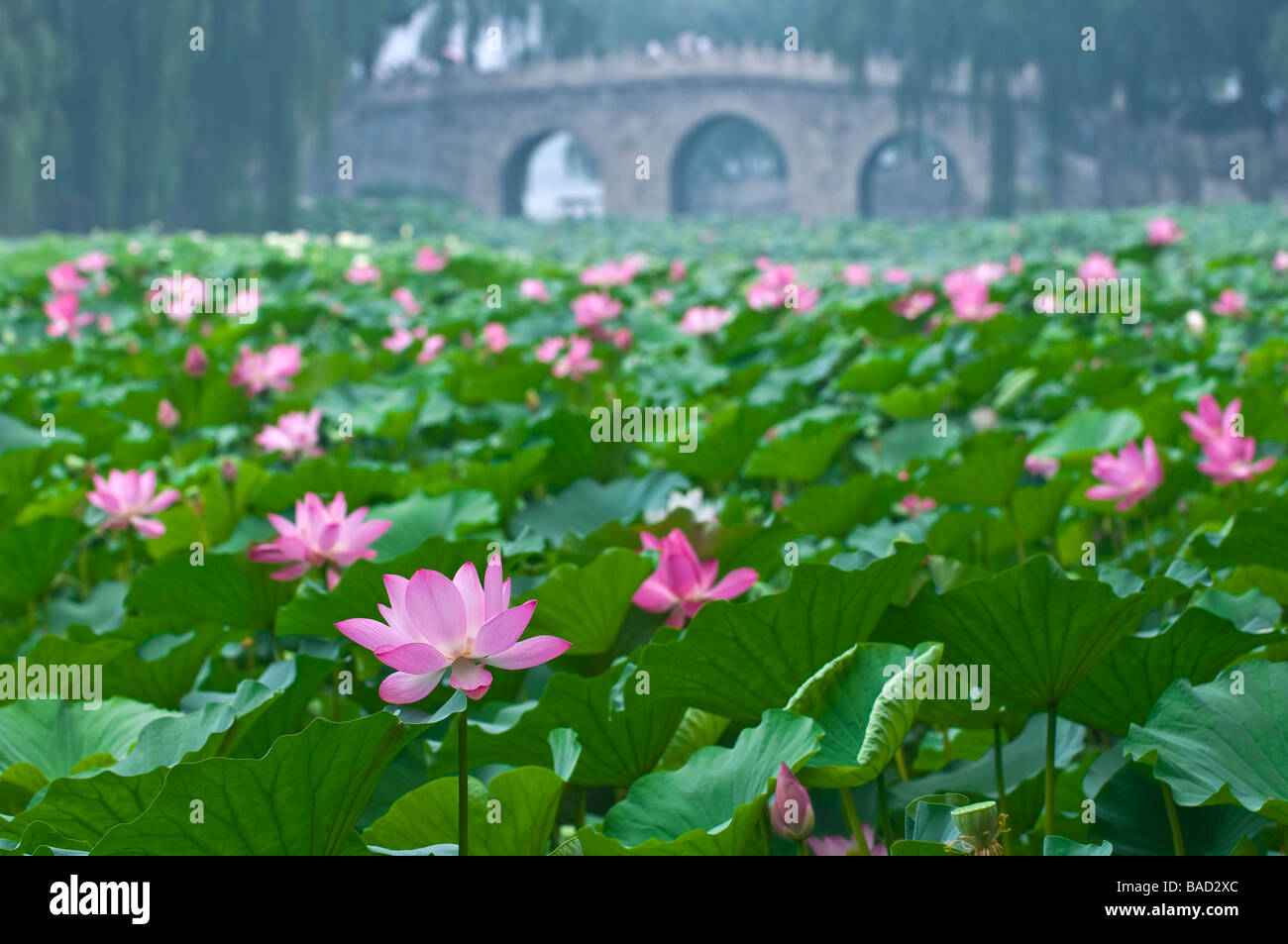 Garden of lotus wally Lilly in Beihai Lake, Beihai Park, Beijing, China ...